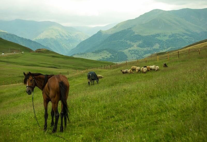 В Азербайджане запрещается капстроительство на территории пастбищ