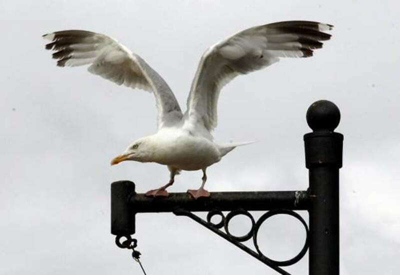Британка перенесла инсульт после нападения чайки