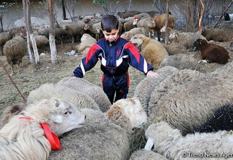 Heyvan bazarında SON VƏZİYYƏT - Qiymətlər dəyişir