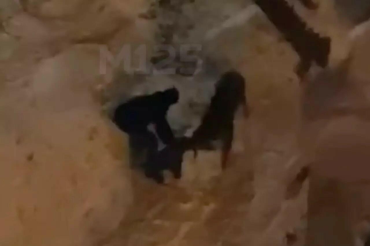 Maral və it arasında görünməmiş "döyüş" - VİDEO